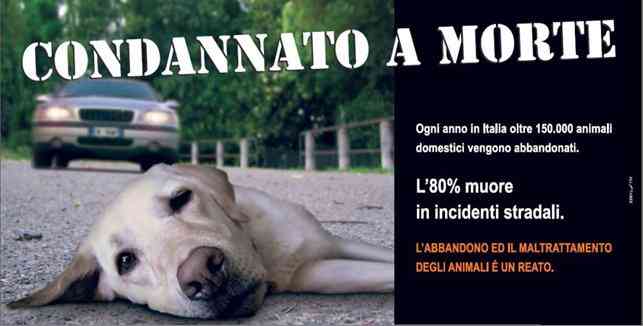 La taglia su chi abbandona gli animali | I Due Punti La taglia su chi abbandona gli animali | I Due Punti