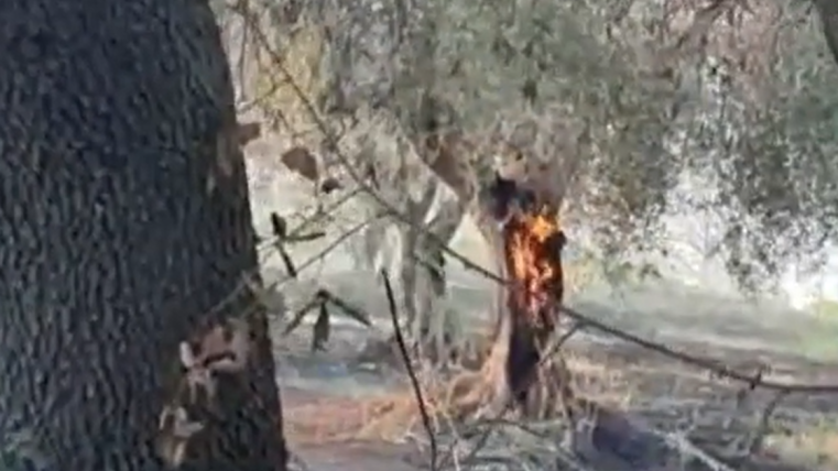 Incendio a Villa Ardente di Bellante domato dai Vigili del Fuoco di ...