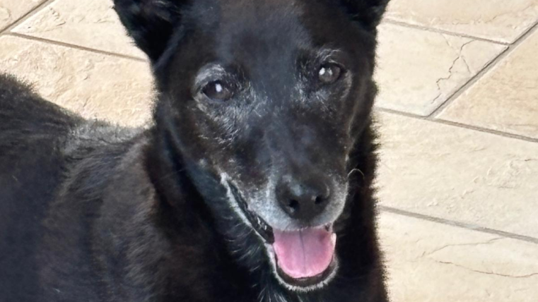 "Perchè a Teramo non c'è un veterinario che fa il turno di notte ...